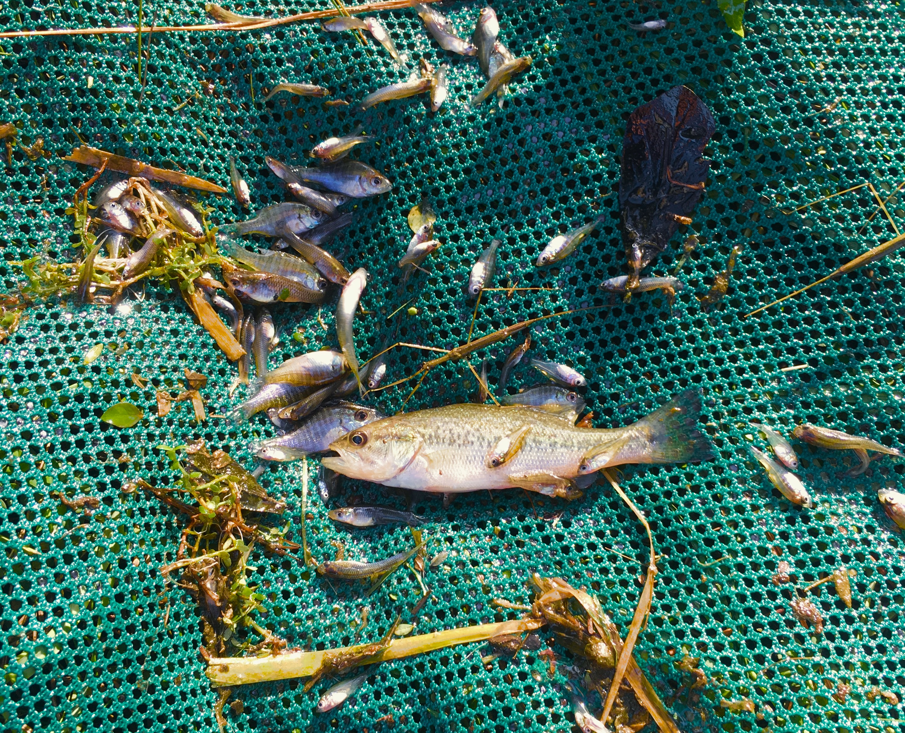 Evaluation of shoreline rotenone application to control largemouth bass ...